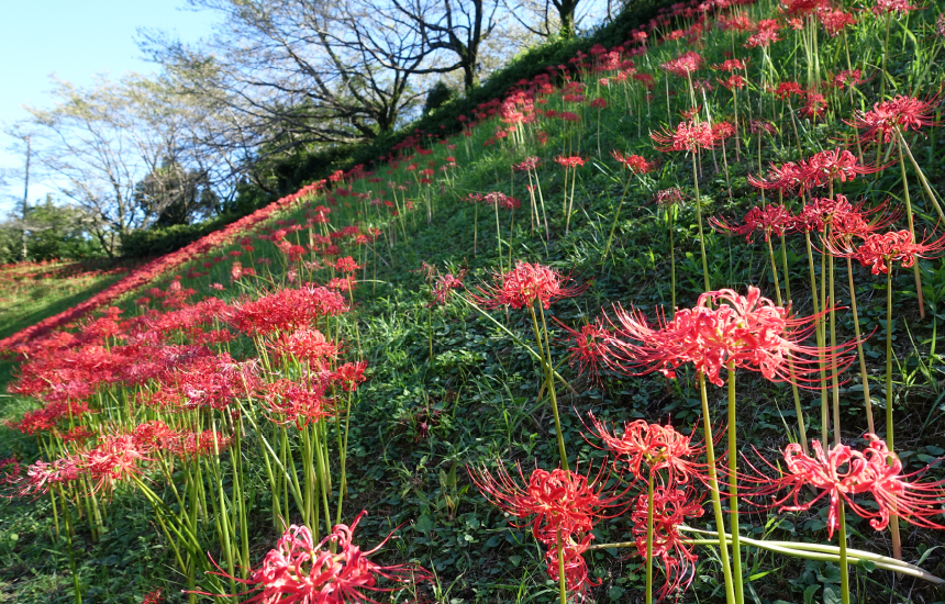 足柄を見下ろす高台にあるお花見スポット「南足柄市運動公園」